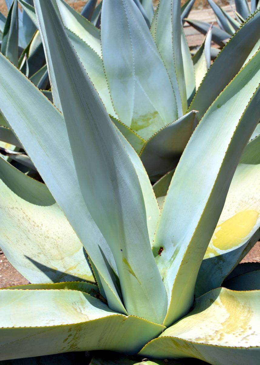 ' blue agave' Poster, picture, metal print, paint by alex neumayer ...