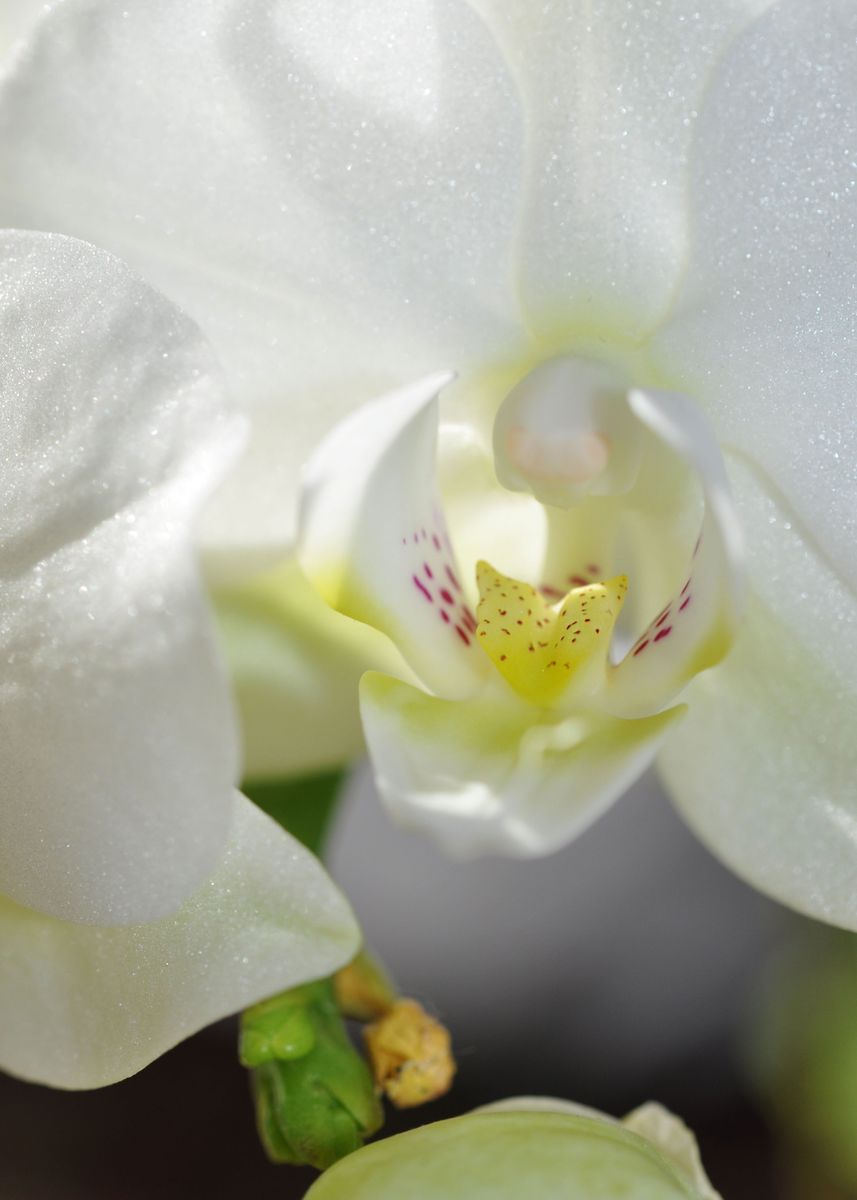 'orchid white color' Poster, picture, metal print, paint by alex ...