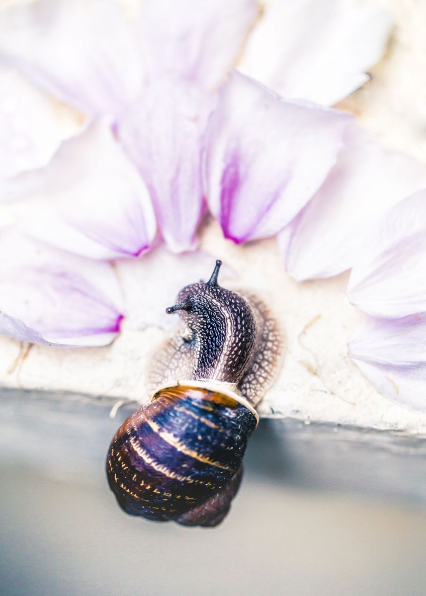 'Snail' Poster by Stalnikiewicz Sophie | Displate