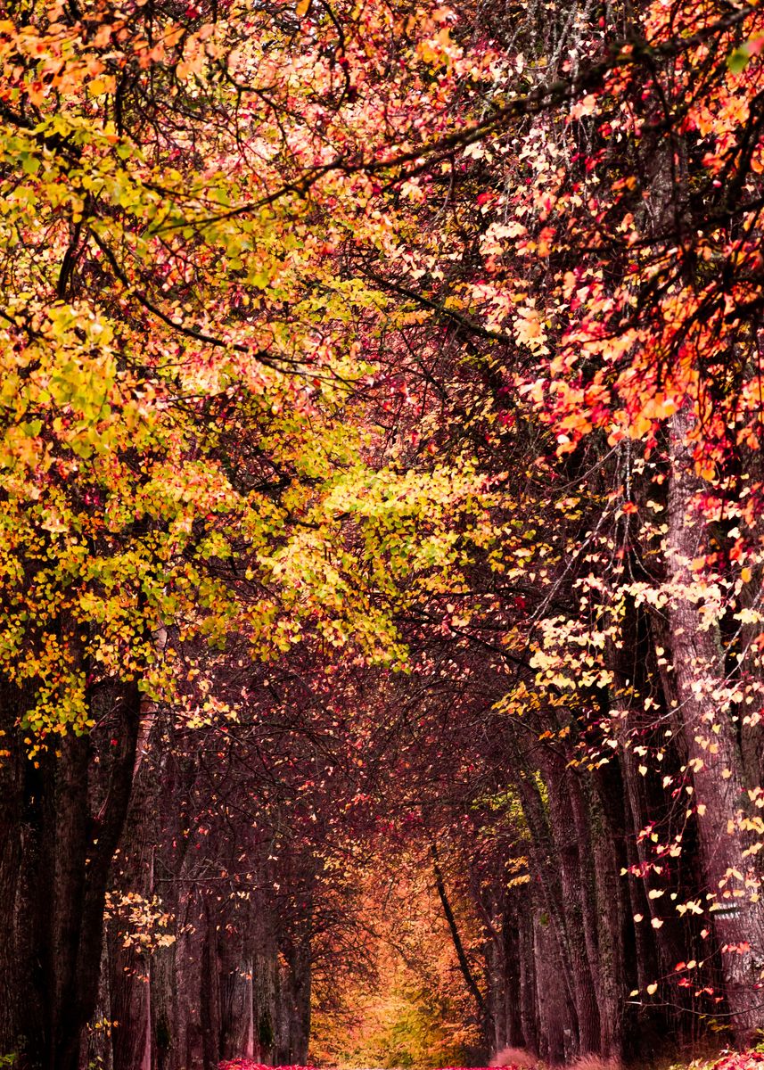 'Beautiful tree alley' Poster by Kristo Rillo | Displate