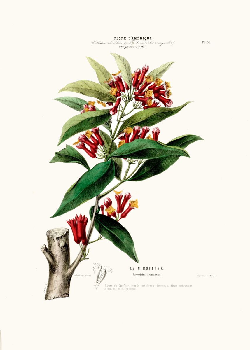 'Le Giroflier Botanical' Poster, picture, metal print, paint by Art ...
