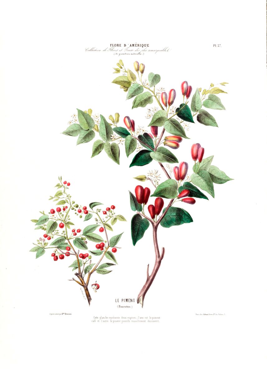 'Le Piment Red Botanical' Poster by Art Shack | Displate