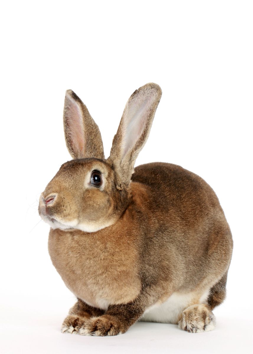 'Brown Bunny ' Poster, picture, metal print, paint by Nicholas Hodges ...