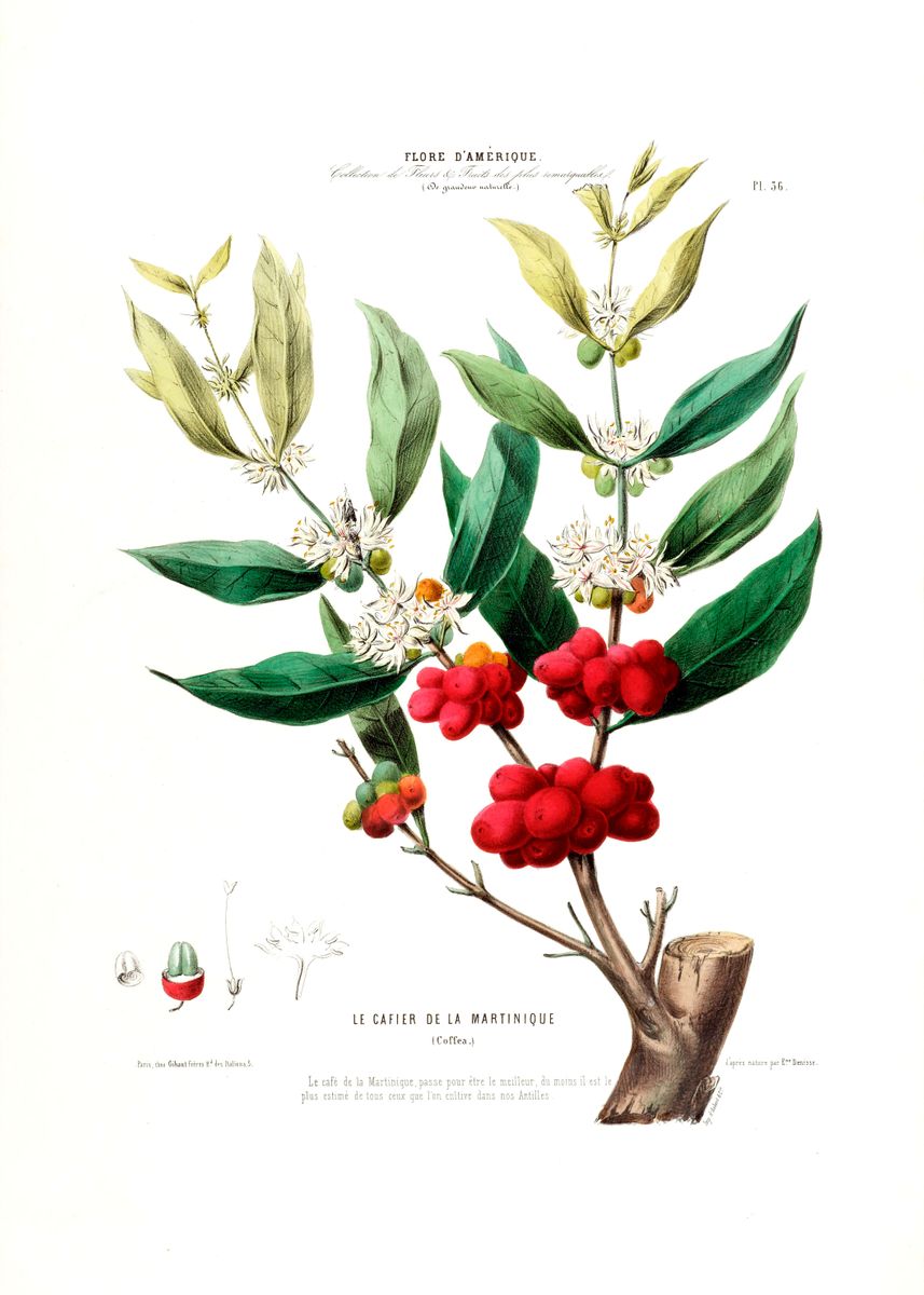 'Cafier Martinique Botanica' Poster by Art Shack | Displate