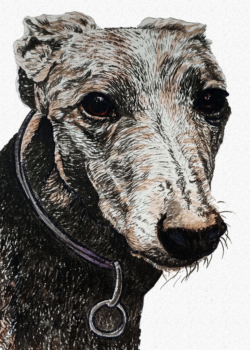 'GREY HOUND PORTRAIT' Poster, picture, metal print, paint by ASP ARTS ...