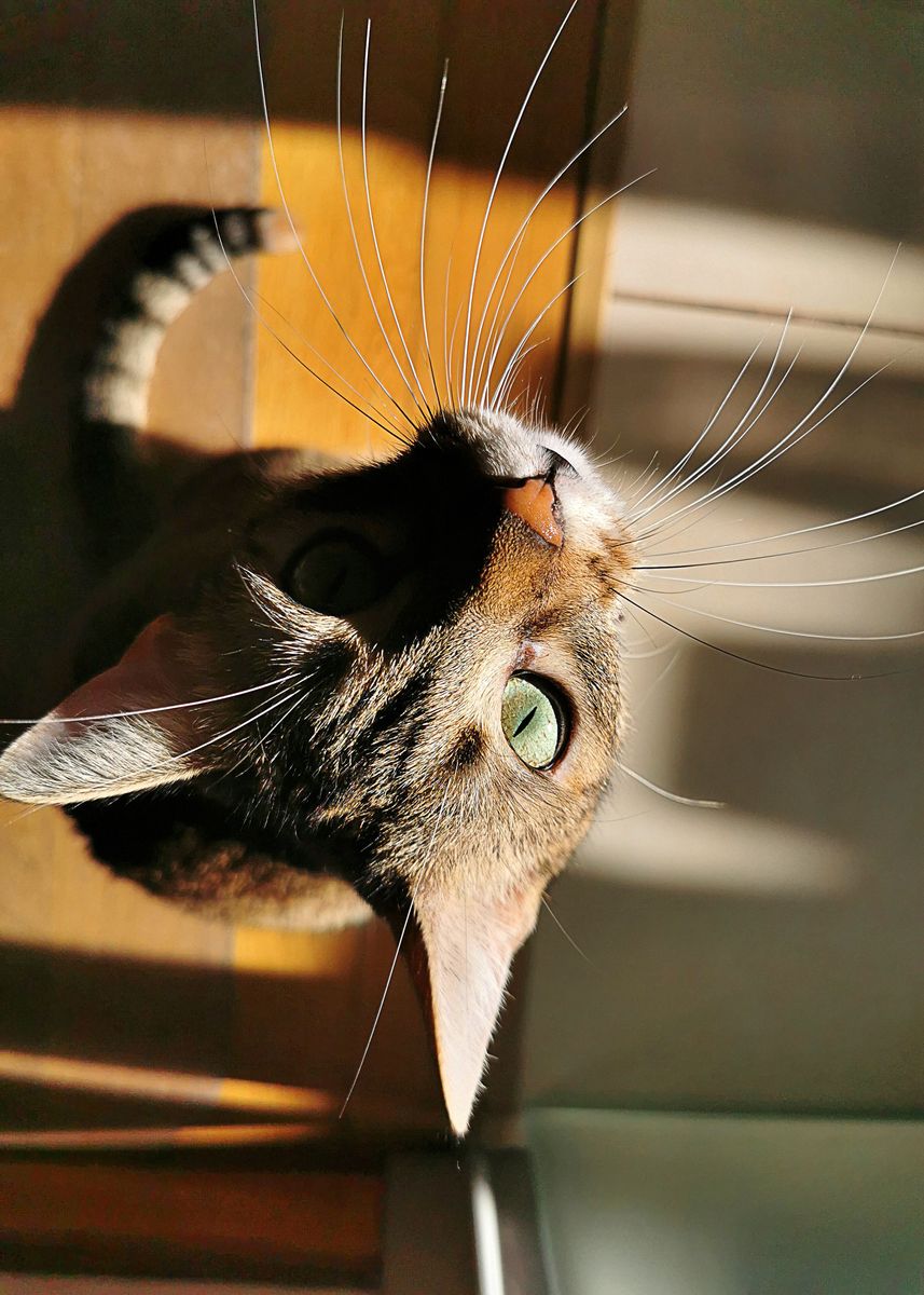 'Beast' Poster, picture, metal print, paint by Andreea Constantinescu ...