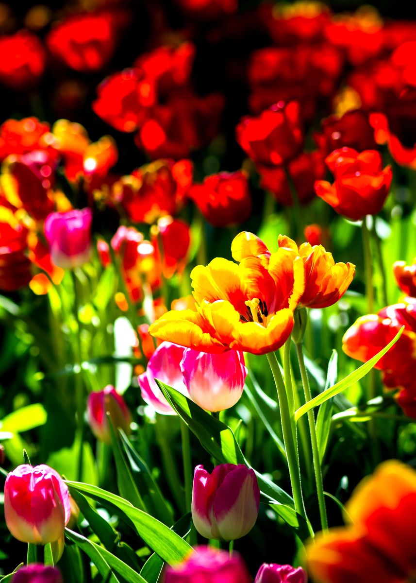 'Colorful Tulips' Poster, picture, metal print, paint by Art Ofphotos ...