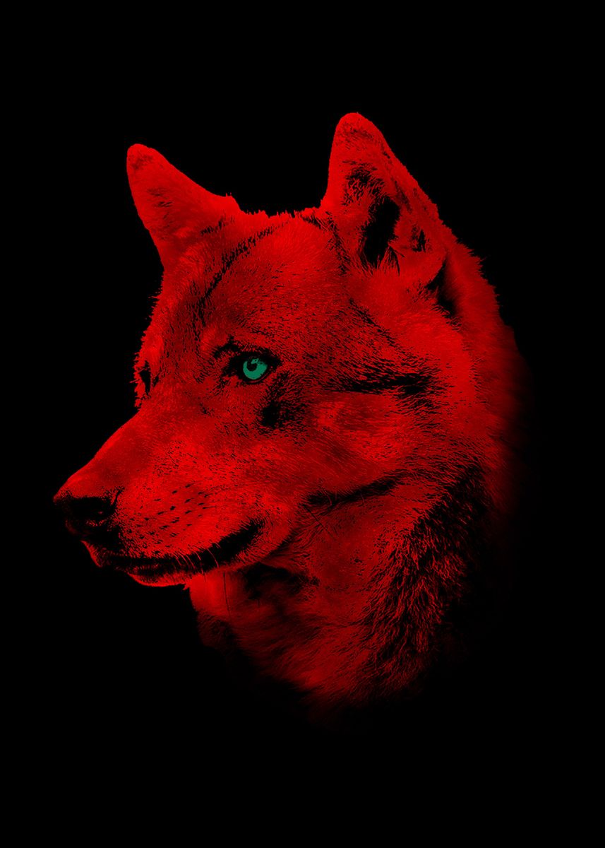 'red wolf' Poster, picture, metal print, paint by Izmo Scribbles | Displate