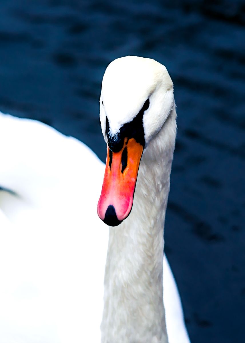 'White Swan Vertical' Poster by Art Ofphotos | Displate