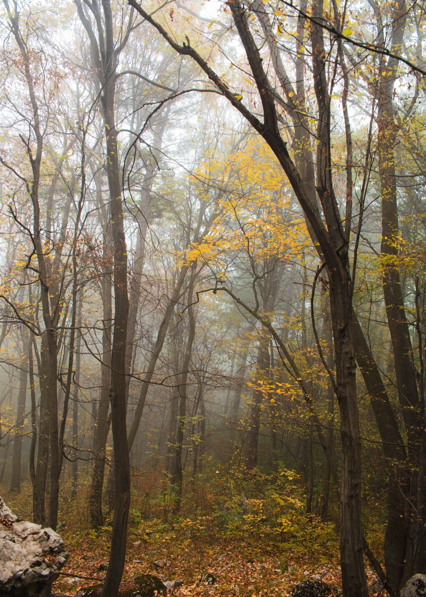 'Foggy November ' Poster by Ani Yordanova | Displate