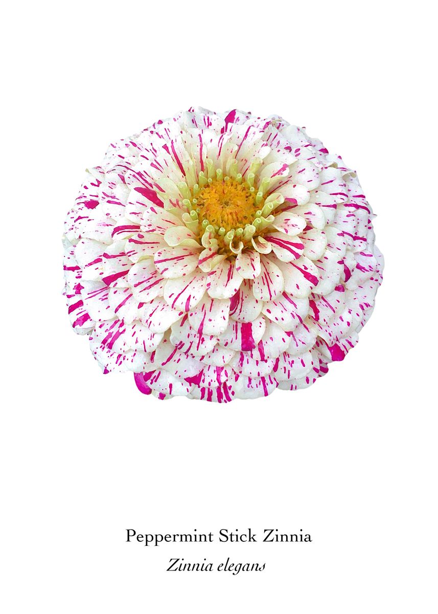 'Peppermint Stick Zinnia' Poster, picture, metal print, paint by ...