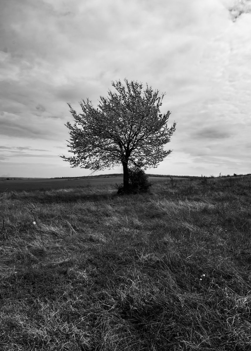 'The lonely tree' Poster, picture, metal print, paint by Ani Yordanova ...