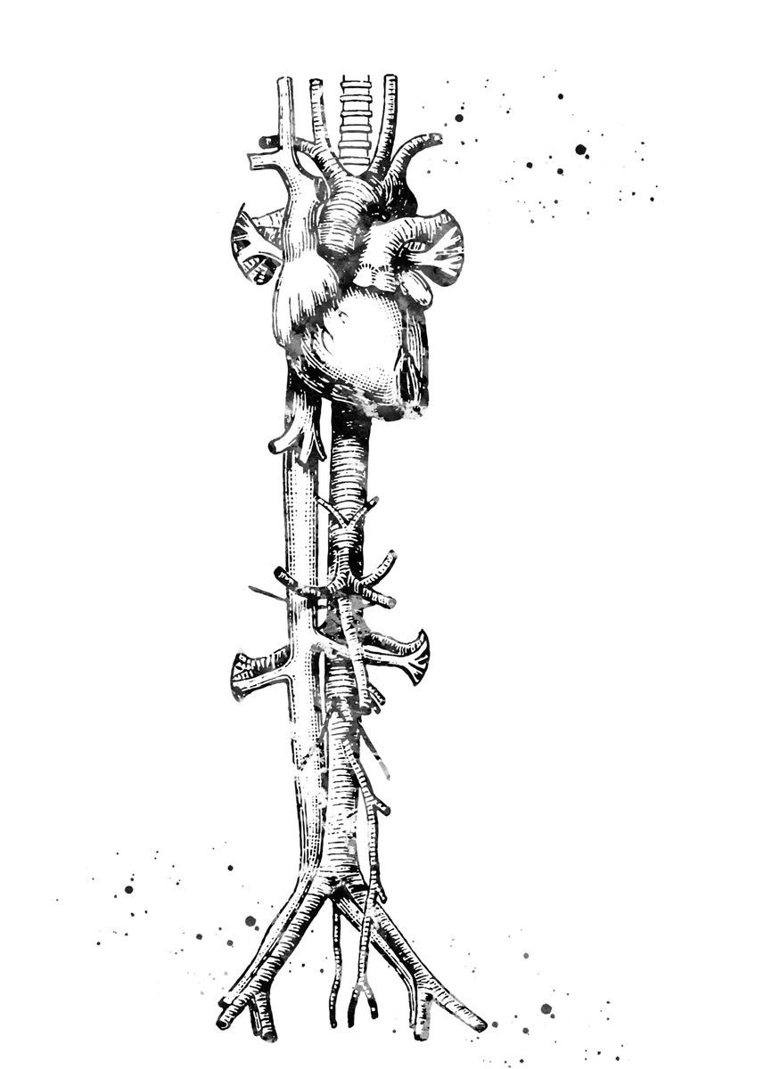 'Aorta vein and heart ' Poster by Erzebet Prikel | Displate