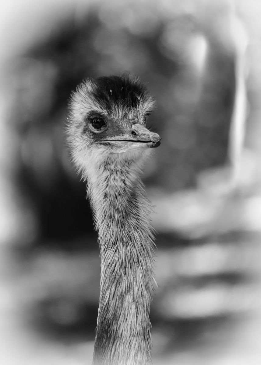 'little rhea' Poster by edson de moraes | Displate