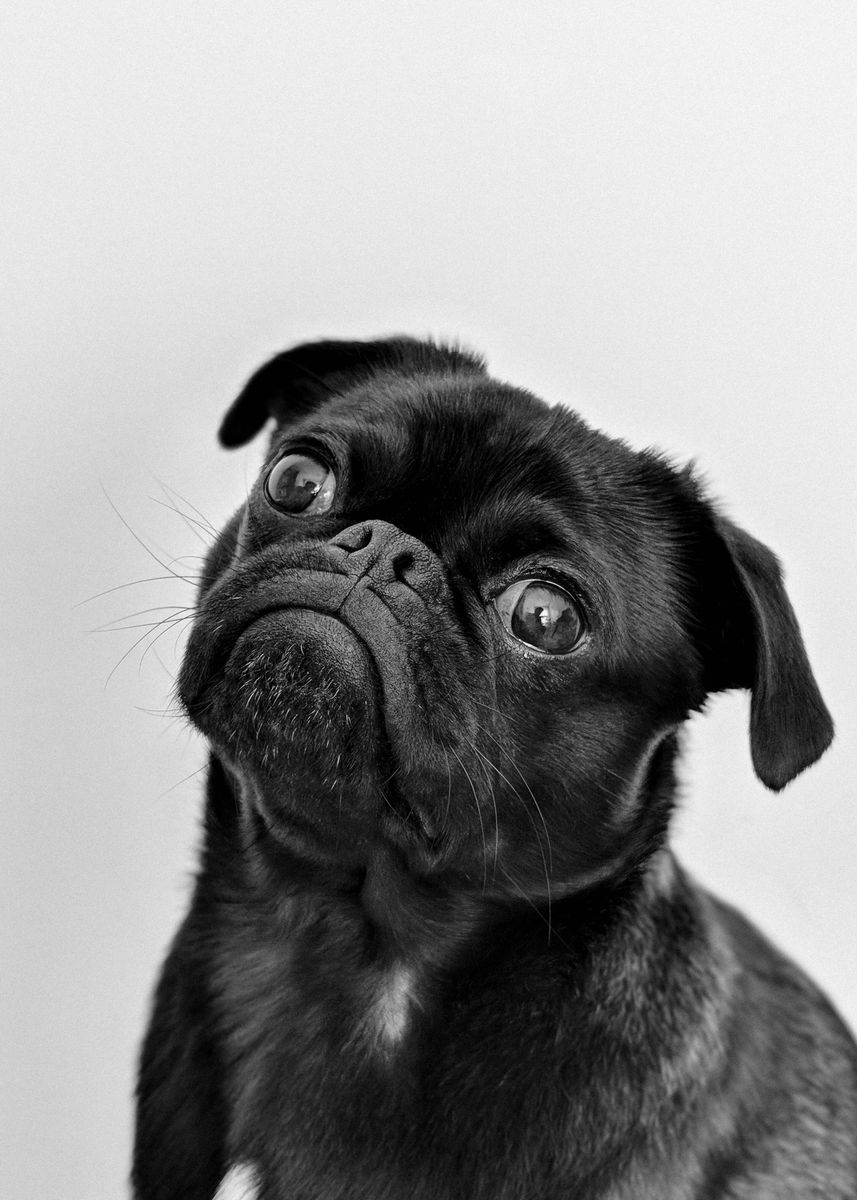 'Black Pug' Poster, picture, metal print, paint by Artistic Prints ...