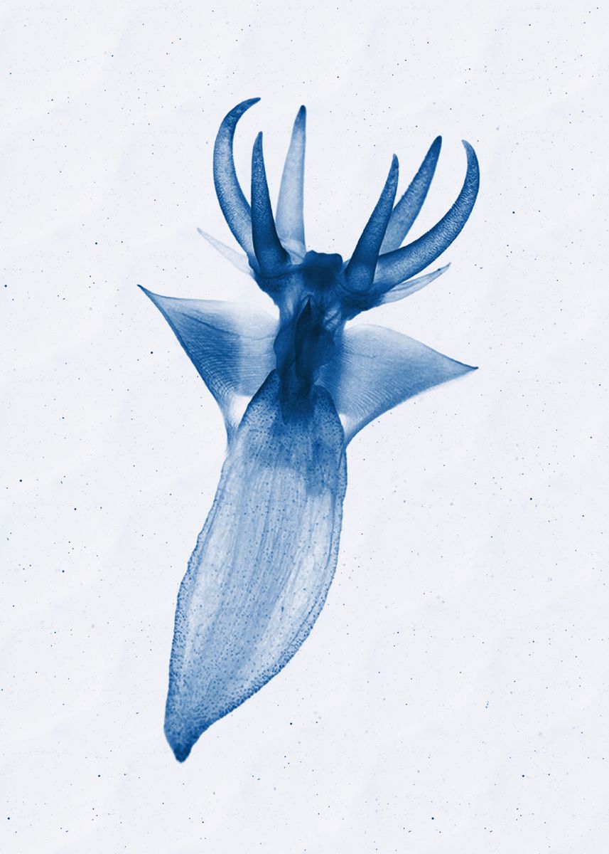 'Sea angels' Poster, picture, metal print, paint by happyantsstudio ...