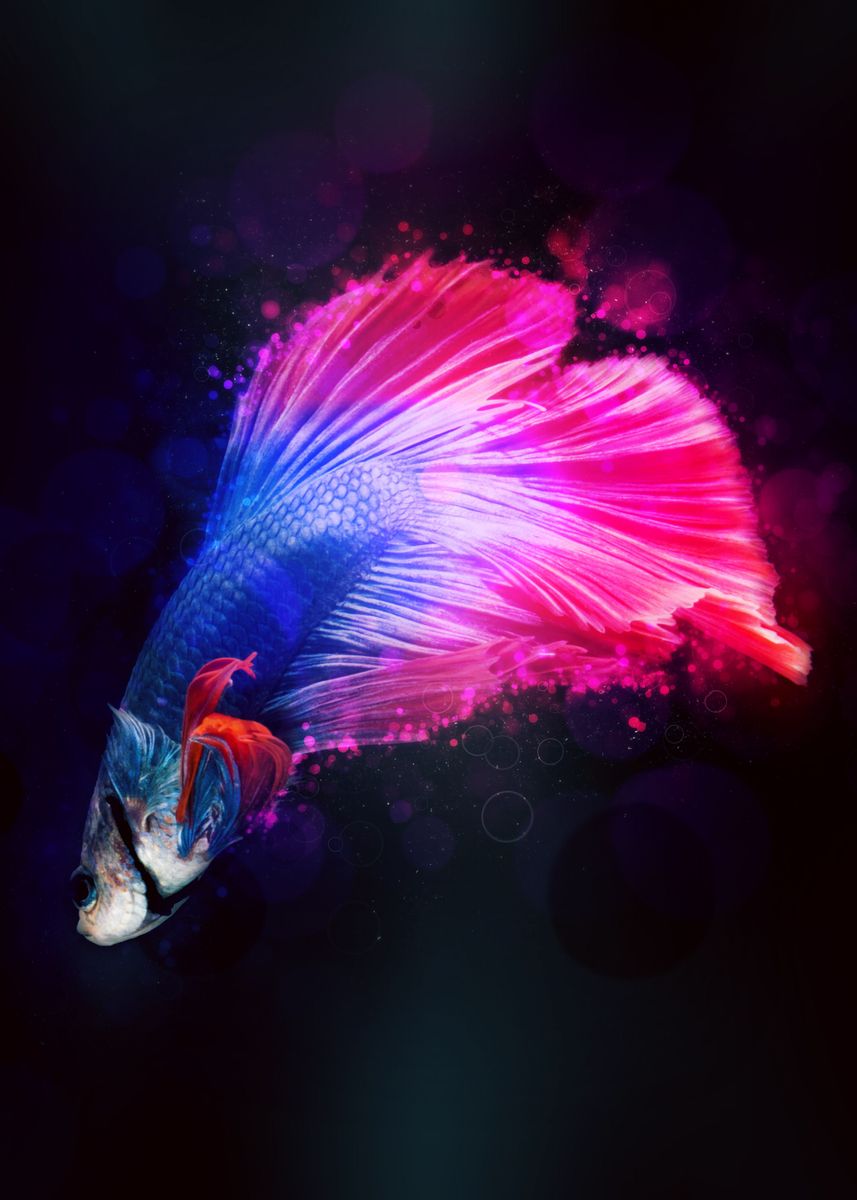 'Betta Fish 4' Poster, picture, metal print, paint by Maksymilian Kulig ...