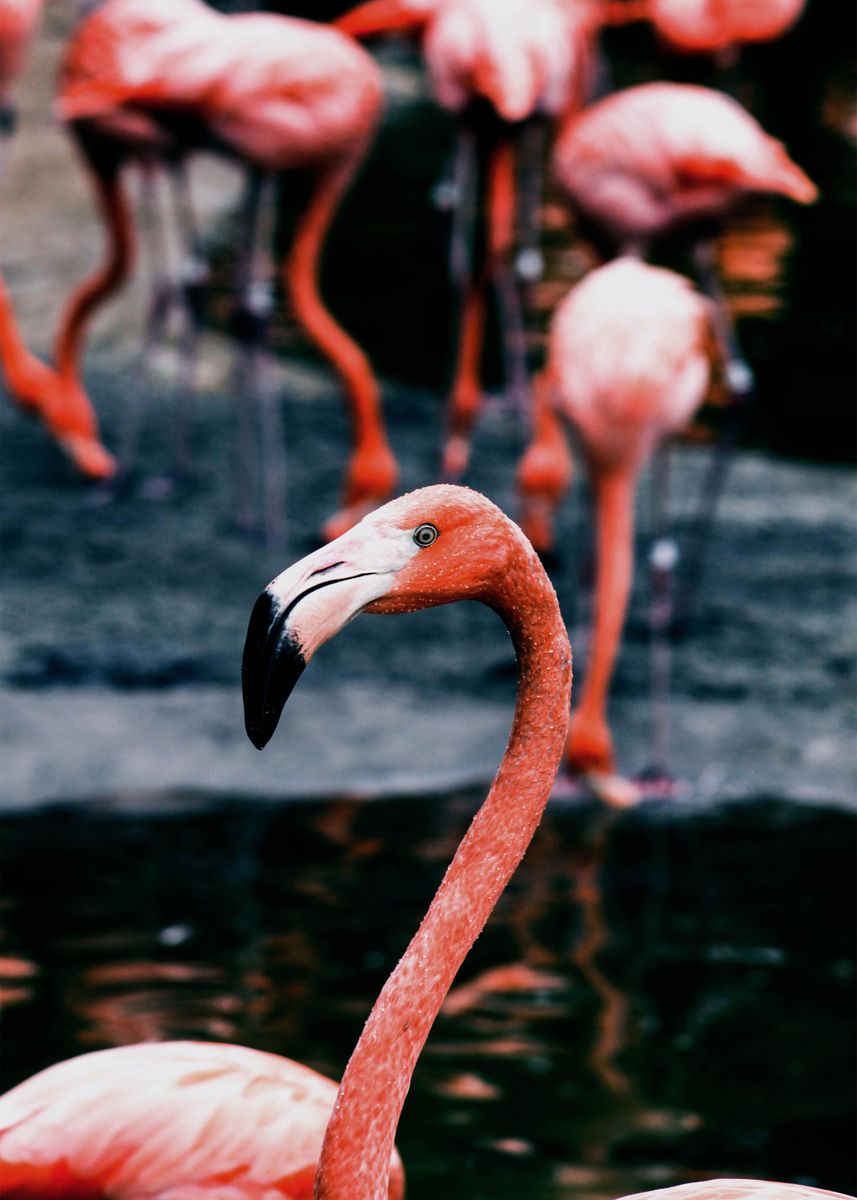 'Lovely long nick flamingo' Poster, picture, metal print, paint by ...