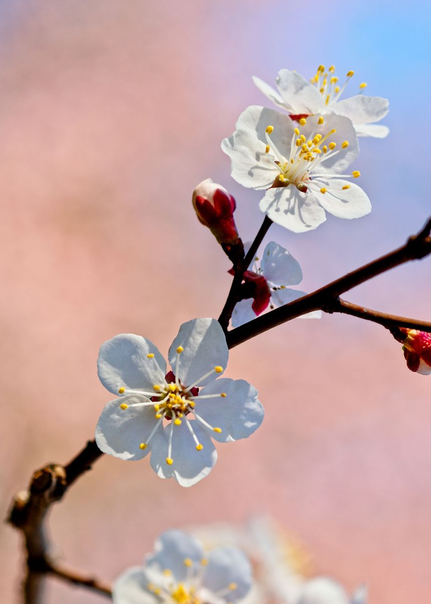 'Japanese Apricot In Spring' Poster by Art Ofphotos | Displate