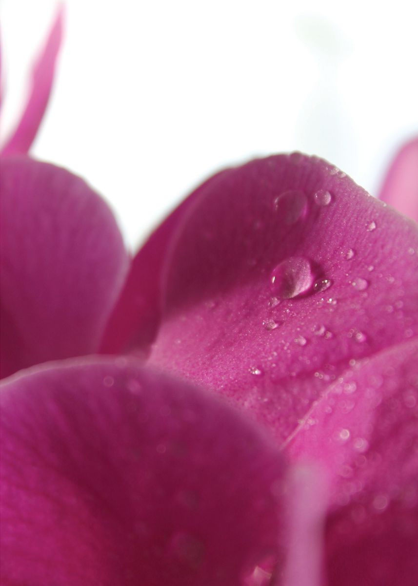 'A Magenta Rain Drop' Poster, picture, metal print, paint by ...