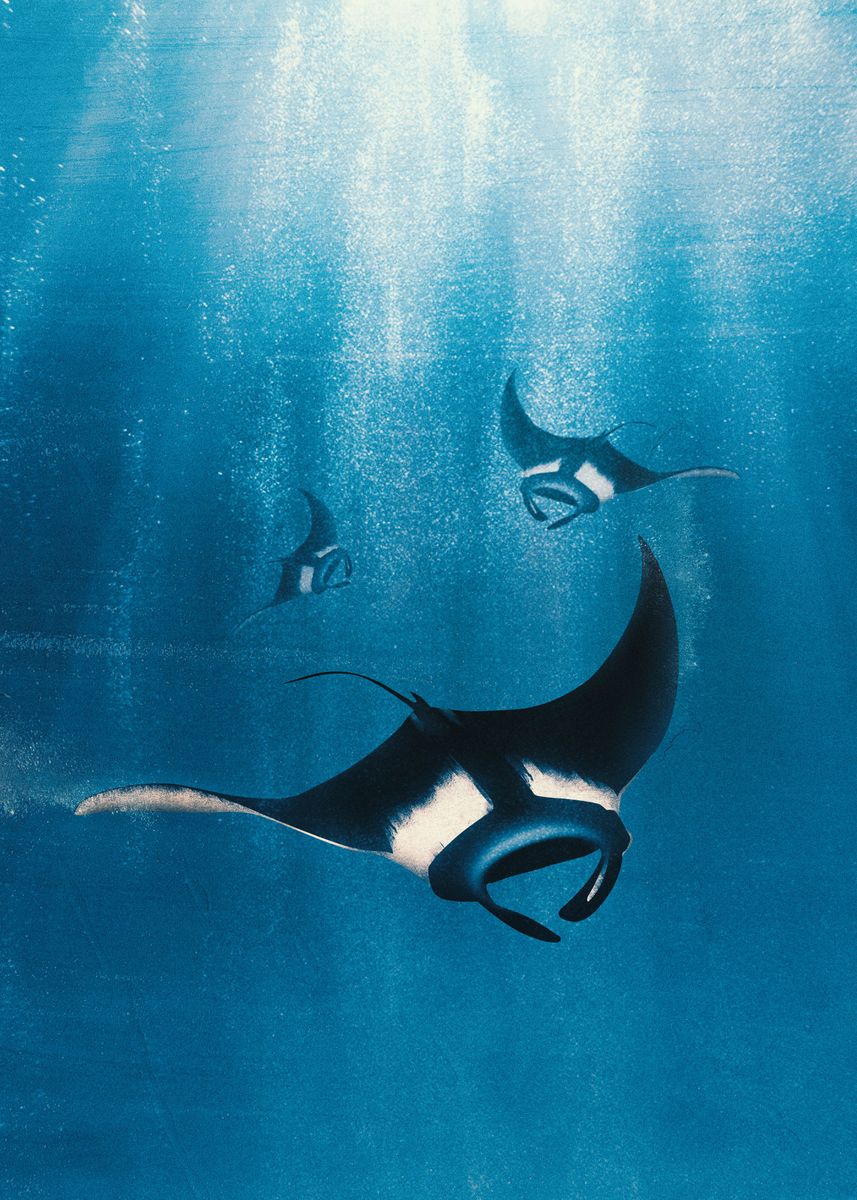 'Manta Ray' Poster, picture, metal print, paint by Is Rough | Displate