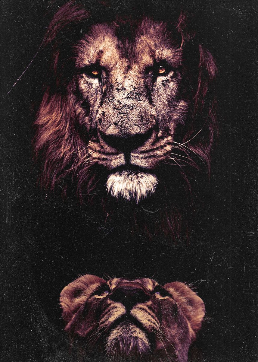 'Lion Baby to Grow Up' Poster, picture, metal print, paint by Jamil Risqullah | Displate