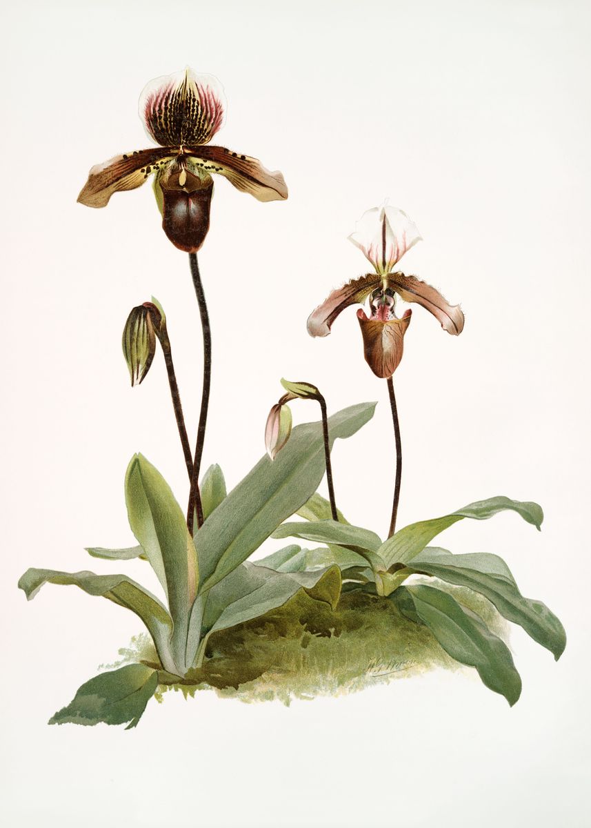 'Cypripedium Calypso' Poster, picture, metal print, paint by Holy Rock ...