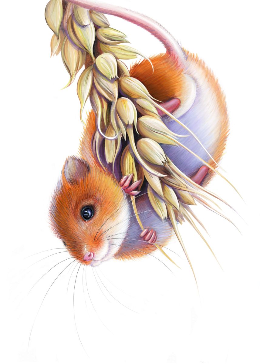 'Field Mouse' Poster, picture, metal print, paint by Nataliia Zakharova ...