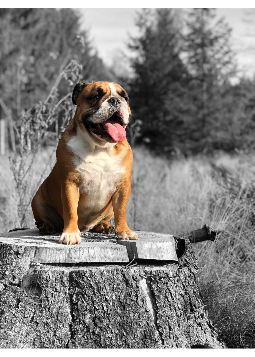 'Bulldog Nature ' Poster by Nico Stolpmann | Displate