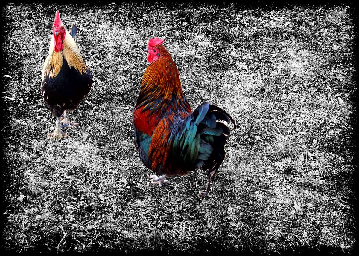 'Two Chickens' Poster by Brandon Wood | Displate