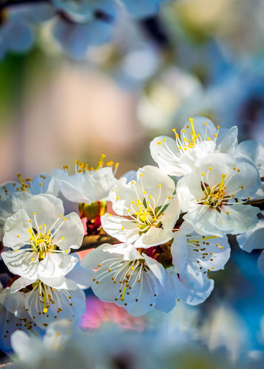 'Charming Apricot Blossoms' Poster, picture, metal print, paint by Art ...