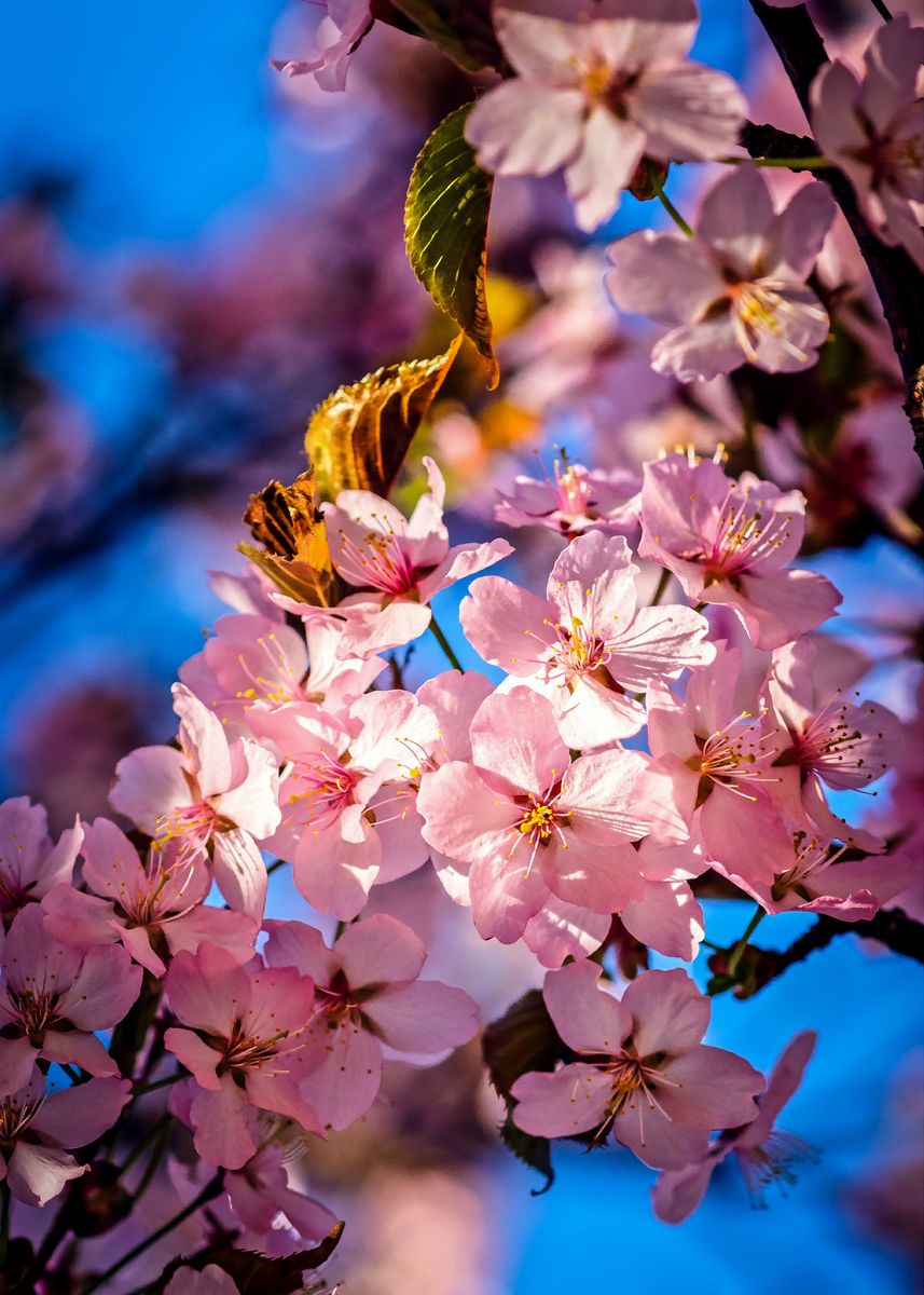'Cool Sakura Garland' Poster by Art Ofphotos | Displate