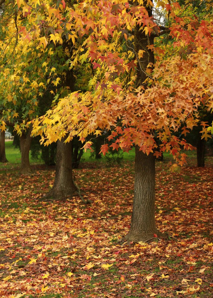 'Colorful nature' Poster, picture, metal print, paint by Joana Almeida ...