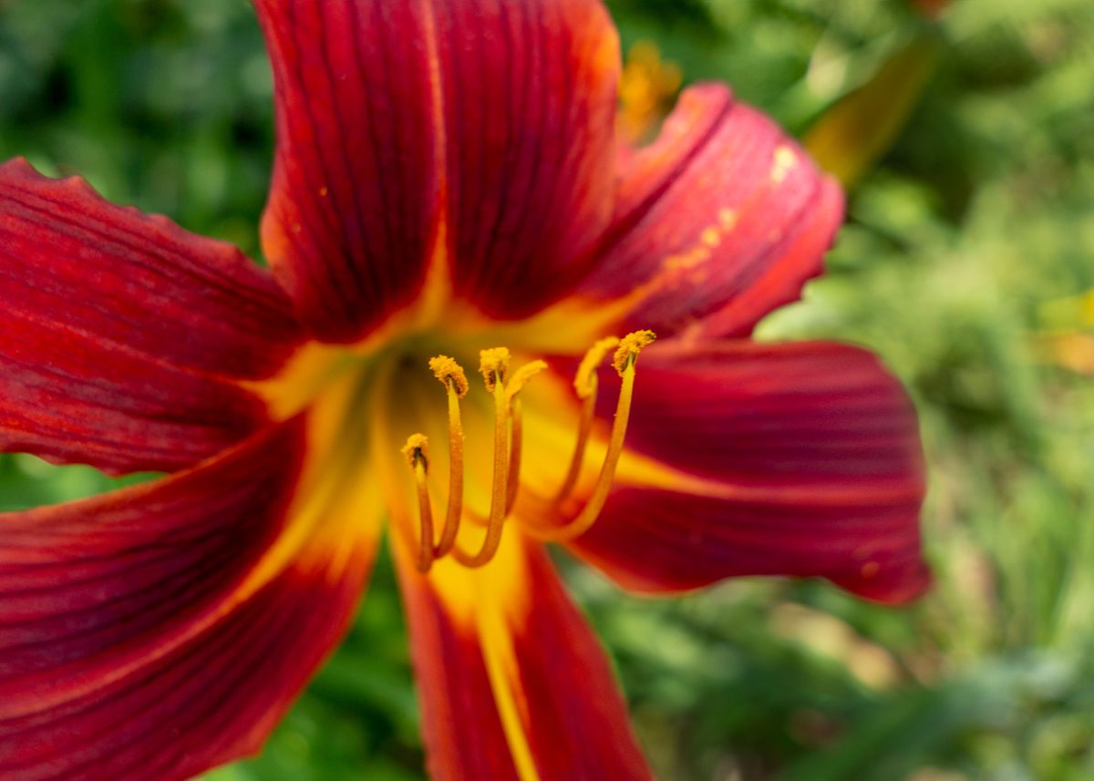 'Red Orange Lily flower' Poster by Mirror Images | Displate
