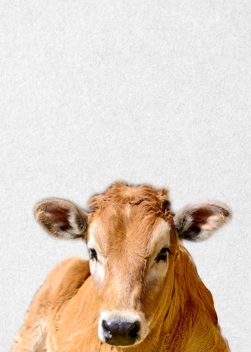 ' cow cattle portrait' Poster, picture, metal print, paint by uwears ...