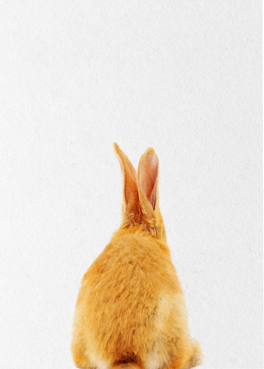 'orange rabbit back view ' Poster, picture, metal print, paint by ...