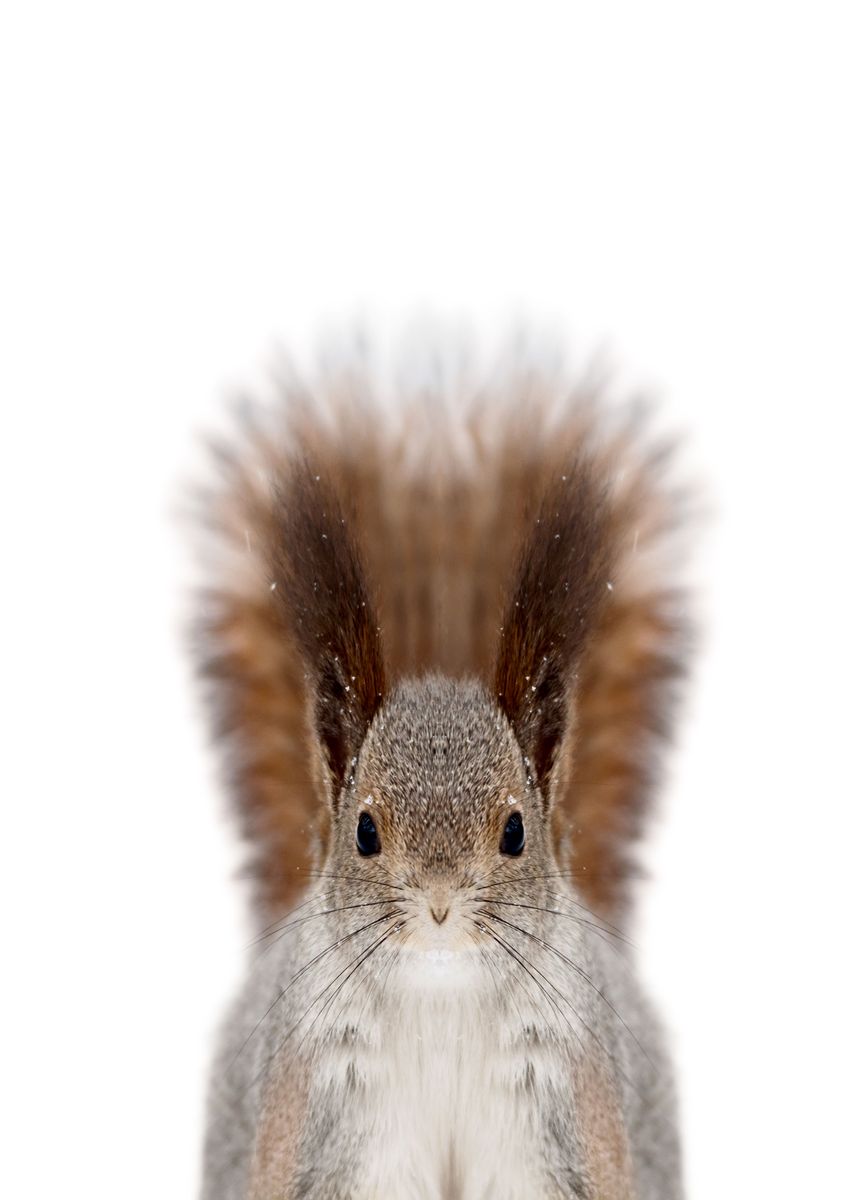 'flying chipmunk ' Poster, picture, metal print, paint by uwears | Displate