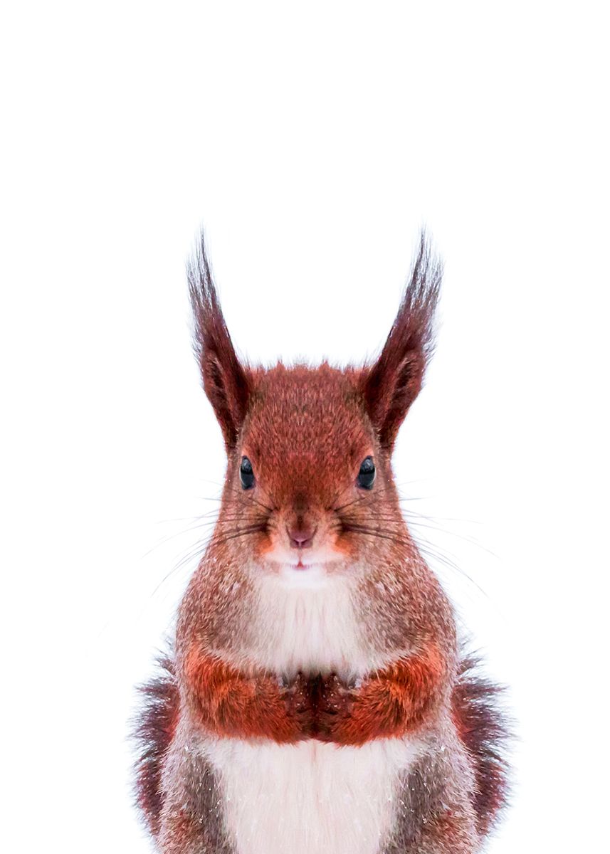 'red Squirrel' Poster, picture, metal print, paint by uwears | Displate