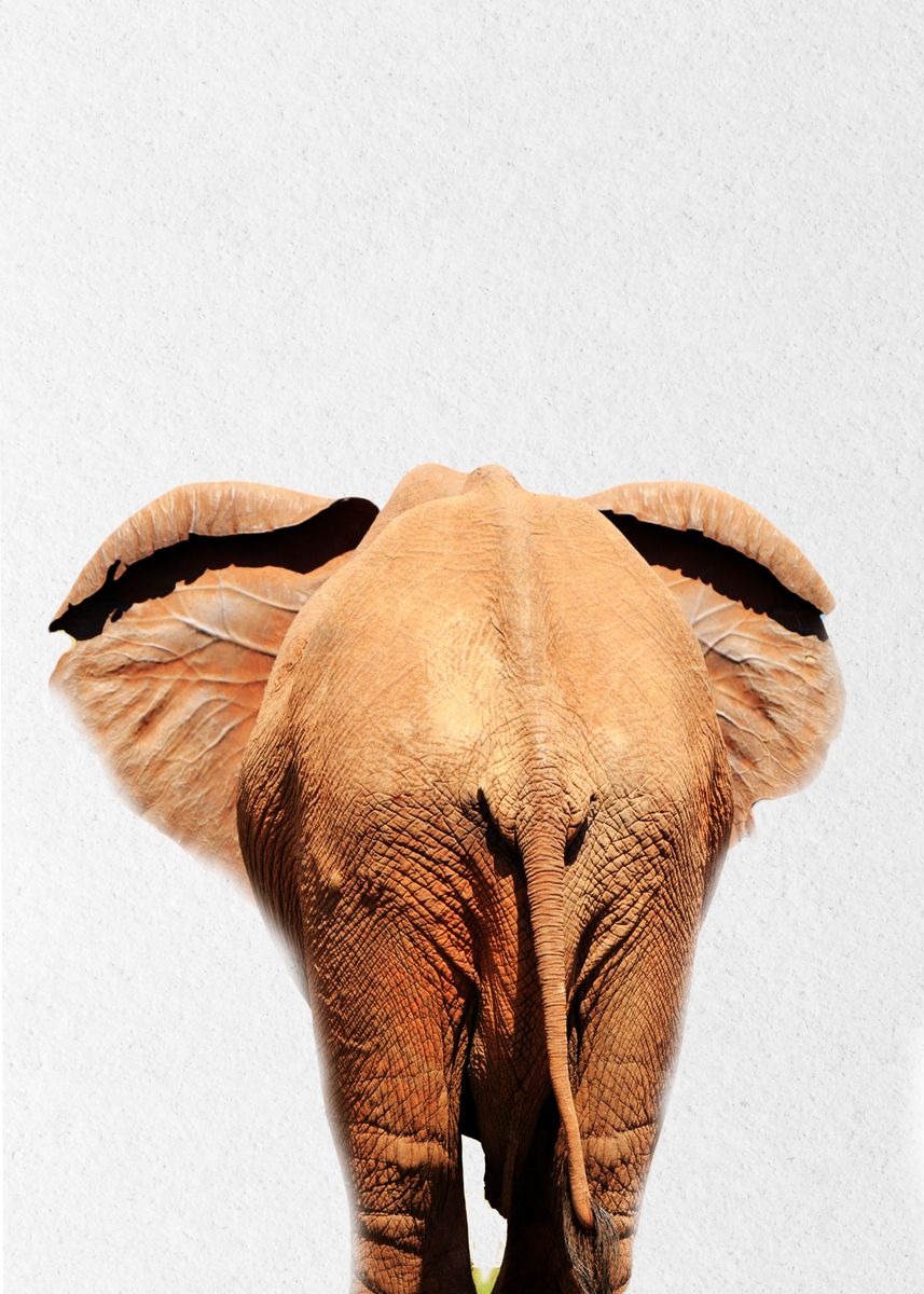 'baby elephant back view ' Poster, picture, metal print, paint by ...