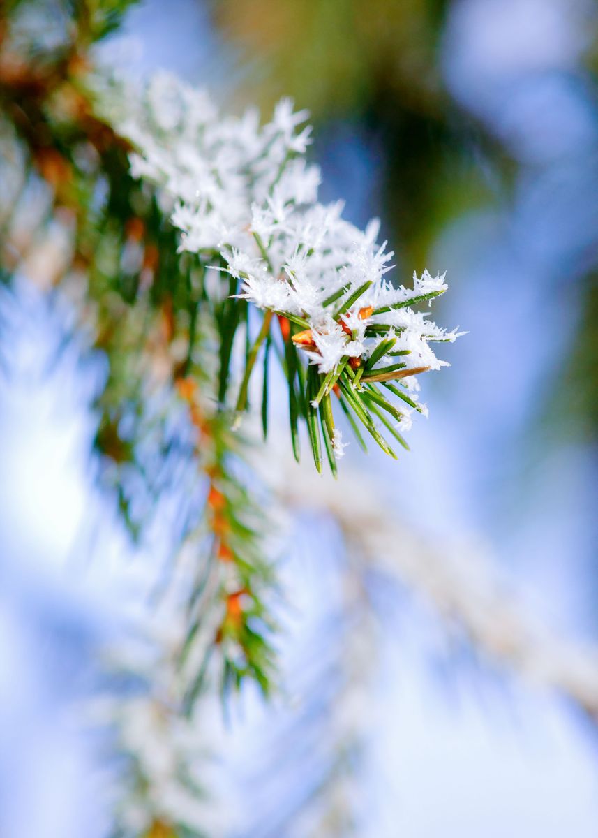 'Bitter Cold Fir Tree Nice' Poster, picture, metal print, paint by Art ...