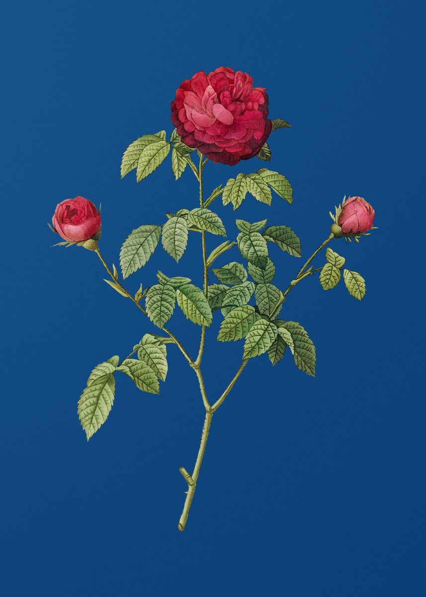 'Agatha Rose in Bloom' Poster, picture, metal print, paint by Holy Rock ...