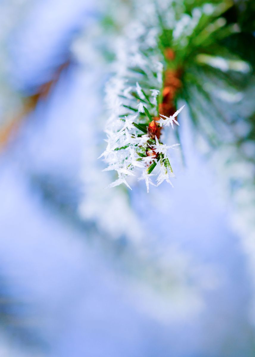 'Bitter Cold Fir Tree Cute' Poster, picture, metal print, paint by Art ...