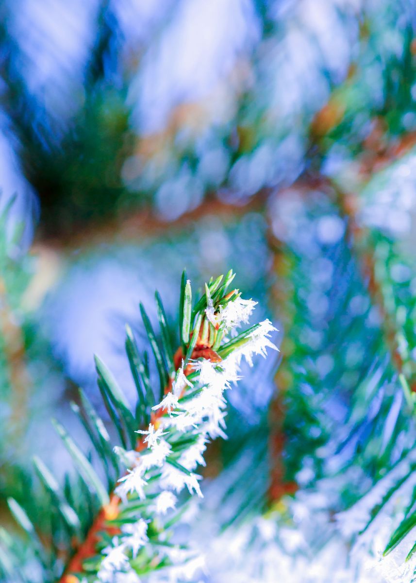 'Bitter Cold Fir Tree Chic' Poster, picture, metal print, paint by Art ...