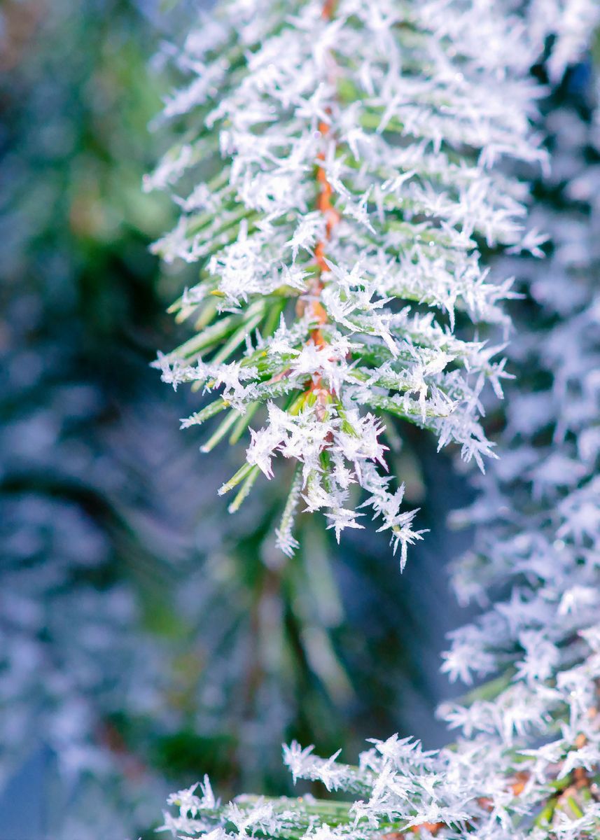 'Bitter Cold Fir Tree Cool' Poster, picture, metal print, paint by Art ...