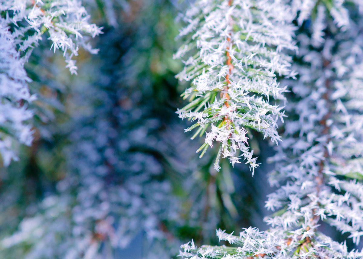 'Bitter Cold Fir Tree Cool' Poster by Art Ofphotos | Displate