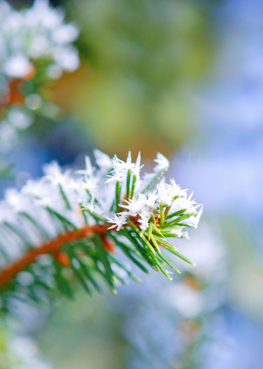 'Bitter Cold Fir Tree Green' Poster by Art Ofphotos | Displate