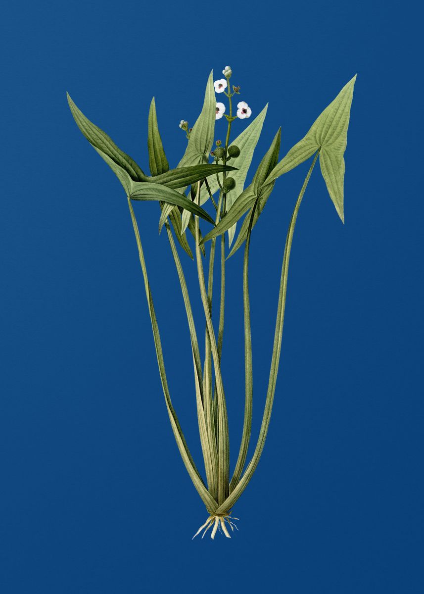 'Arrowhead' Poster, picture, metal print, paint by Holy Rock Design ...