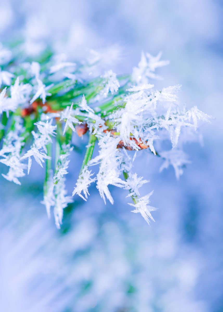 'Bitter Cold Winter Colors' Poster, picture, metal print, paint by Art ...