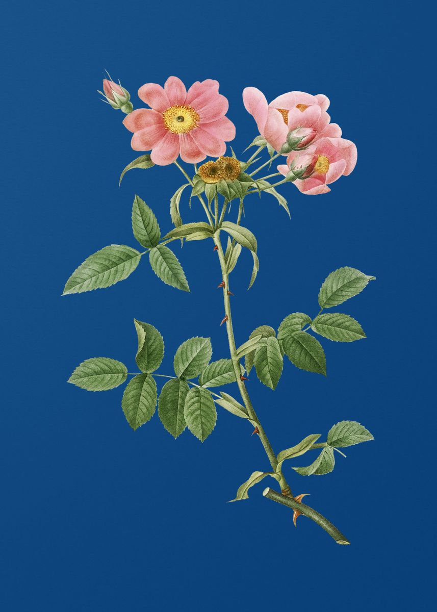 'Lady Monson Rose Bloom' Poster by Holy Rock Design | Displate