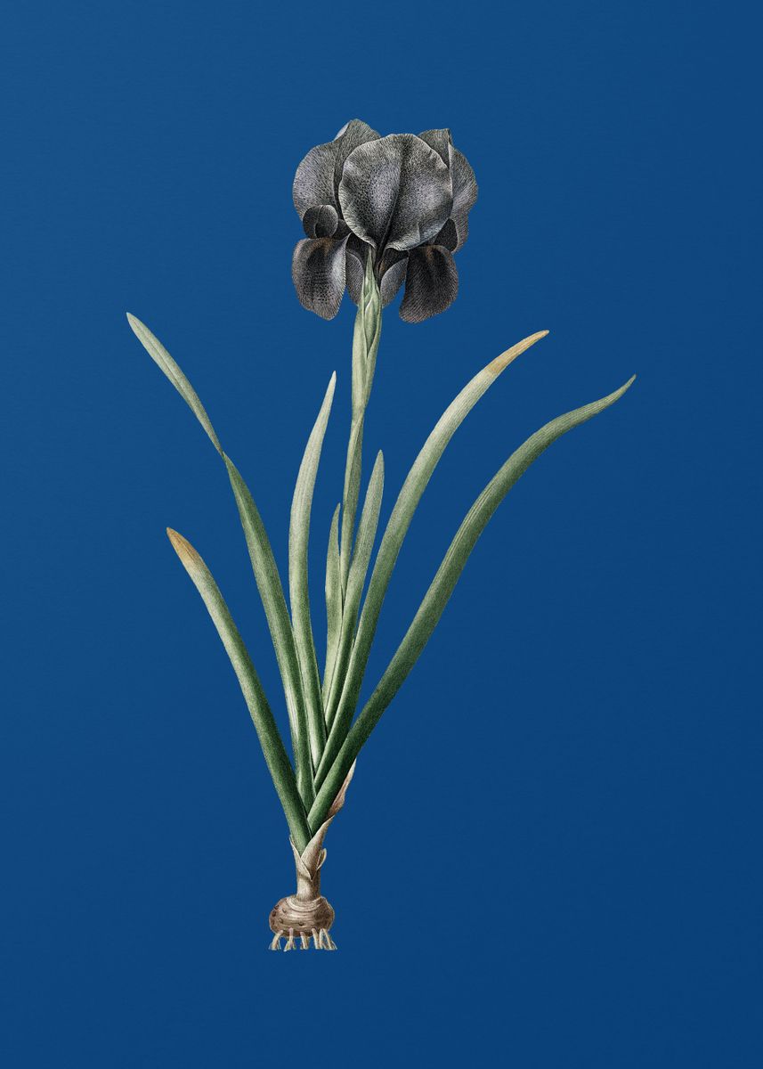 'Mourning Iris on Blue' Poster, picture, metal print, paint by Holy ...